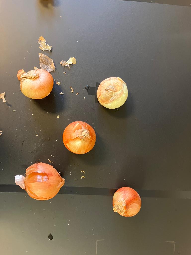 Onion_Detection Object Detection Dataset by Onionws