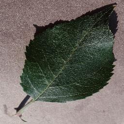 Apple - Healthy Object Detection Dataset by Thesis