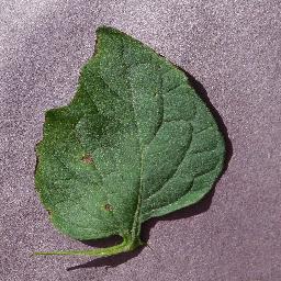 Tomato - Target Spot Object Detection Dataset by Thesis