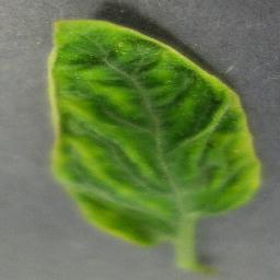 Tomato - Yellow Leaf Curl Virus Object Detection Dataset by Thesis