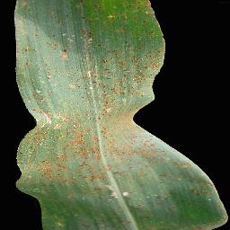 Corn - Common Rust Object Detection Dataset by Thesis