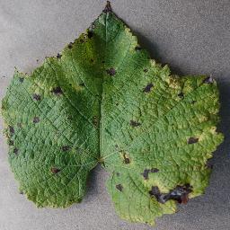 Grape - Leaf Blight - Isariopsis Leaf Spot Object Detection Dataset by Thesis