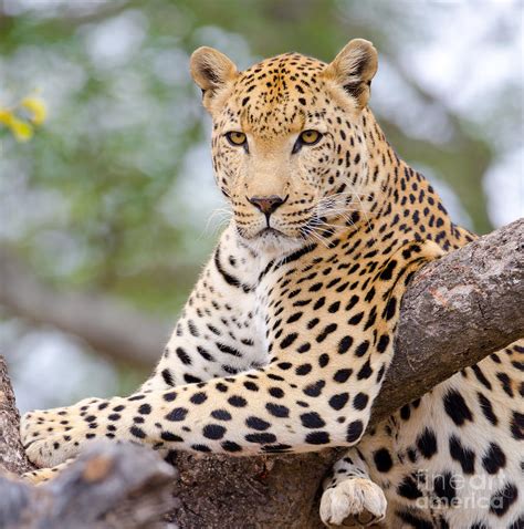 leopard dataset Object Detection Dataset by Ng Wei Xiang