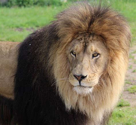 lion dataset Object Detection Dataset by Ng Wei Xiang