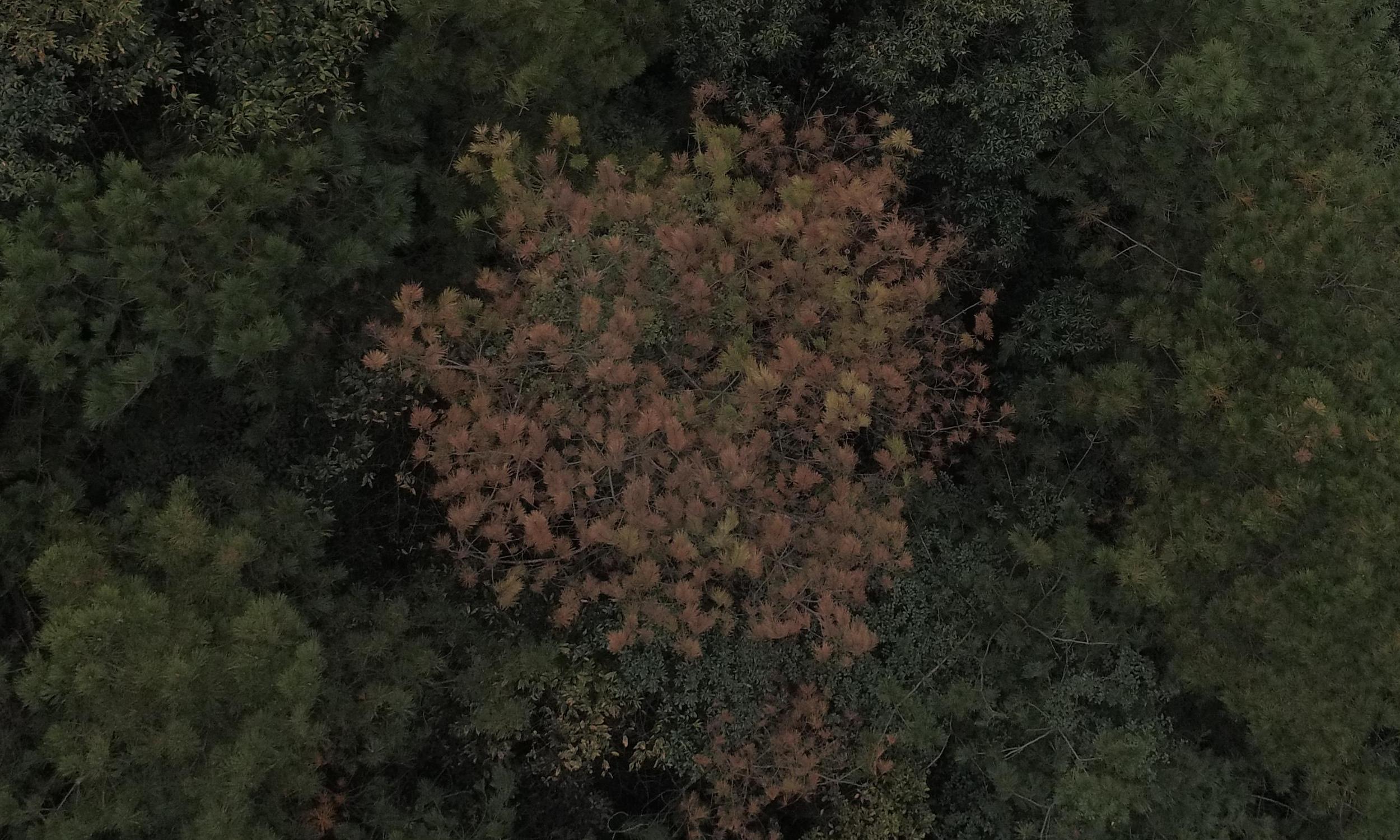 tree Object Detection Dataset by JGATE