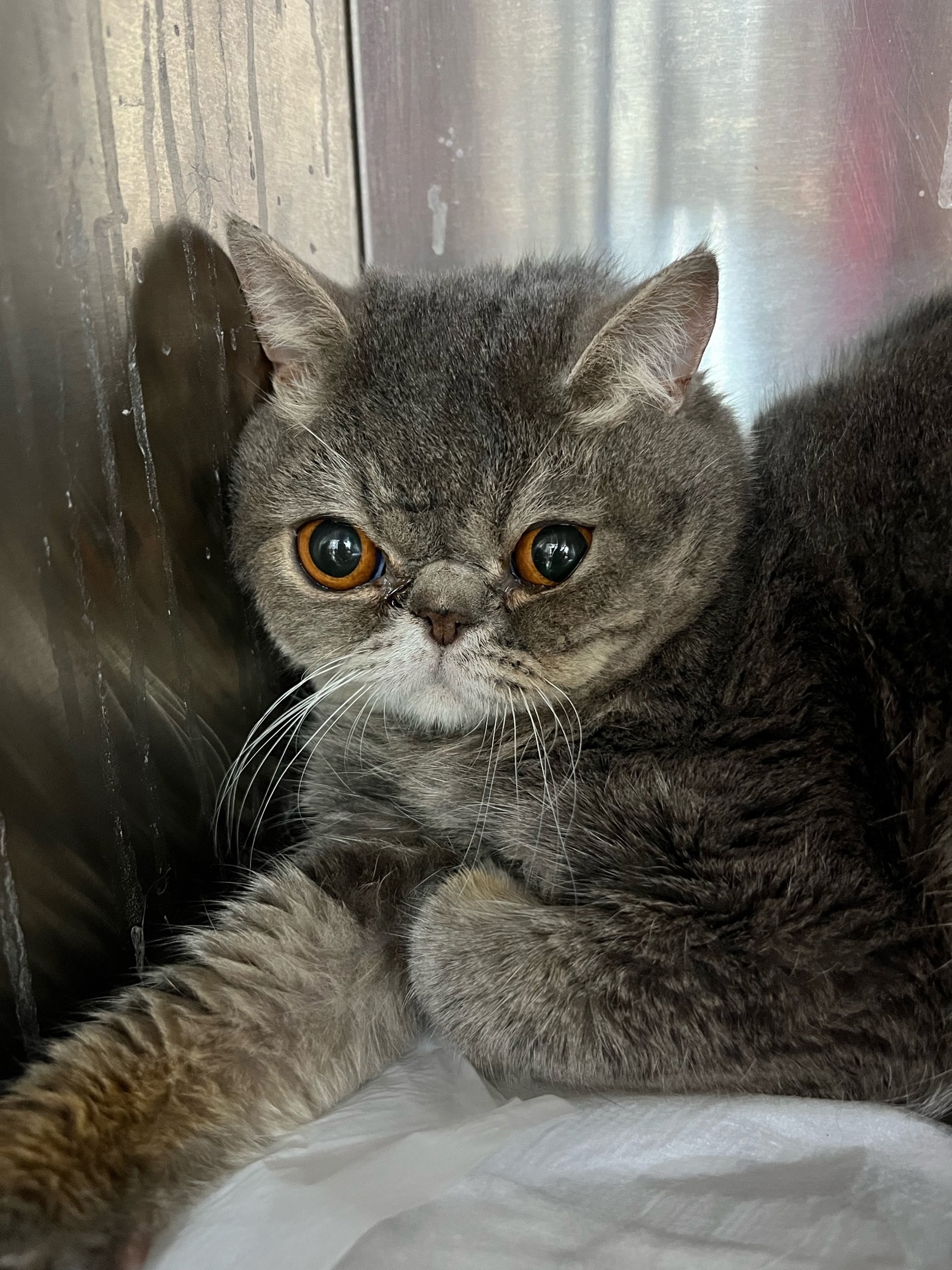 cats Keypoint Detection Model by project-udupu