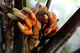 Mangroves-Species Detection Object Detection Model by divy