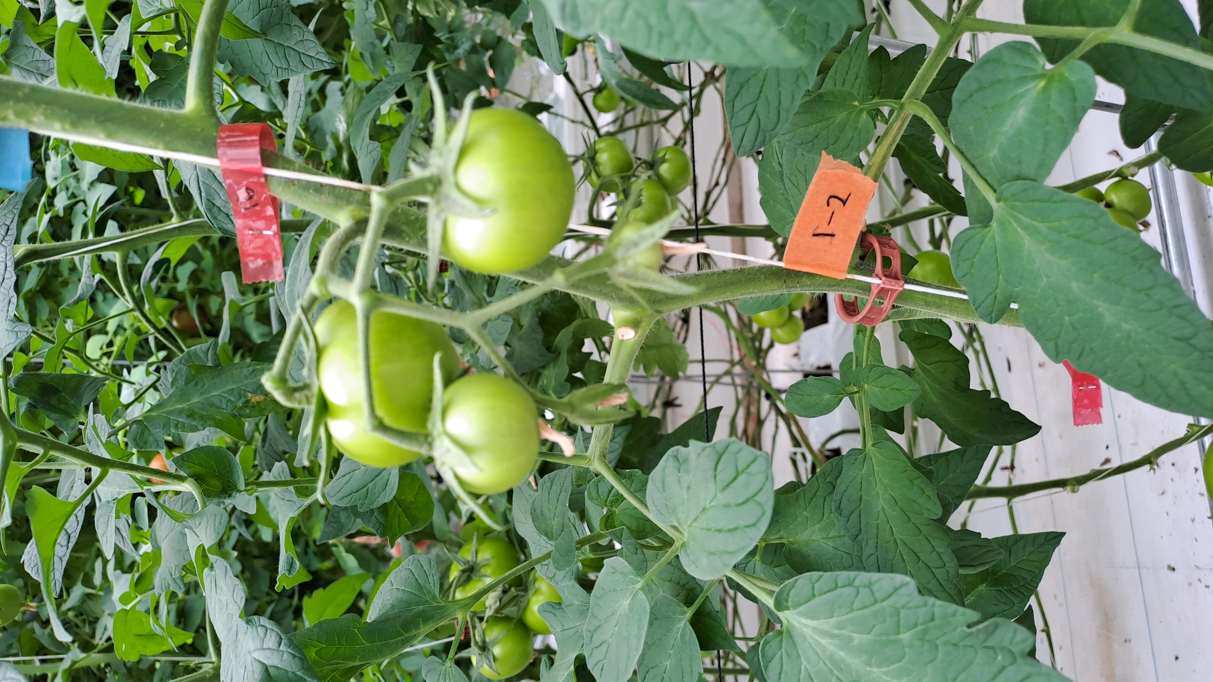 Tomato Object Detection Model V2 2024 04 20 1 33pm By Taemin