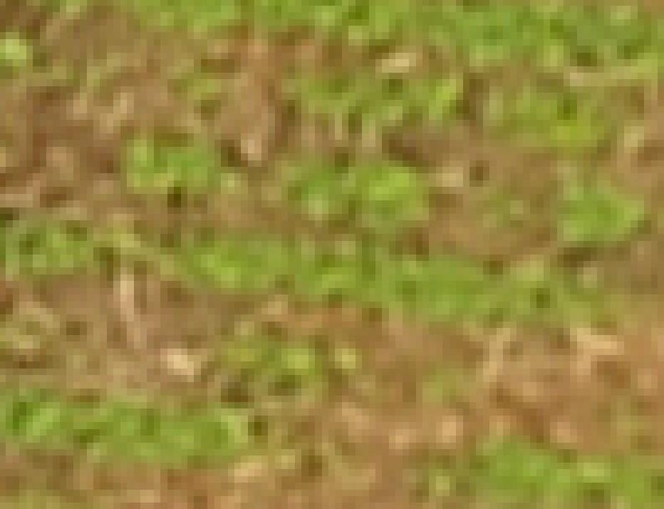 Crop_Line Instance Segmentation Dataset by NULL