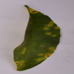 cirtus Object Detection Model by testproject013