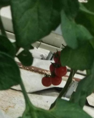 Tomate Object Detection Dataset By Tomate