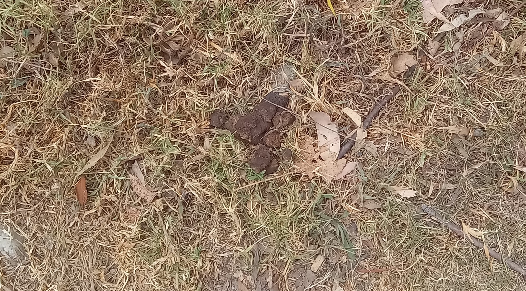 Dog_poop Object Detection Model by PIC