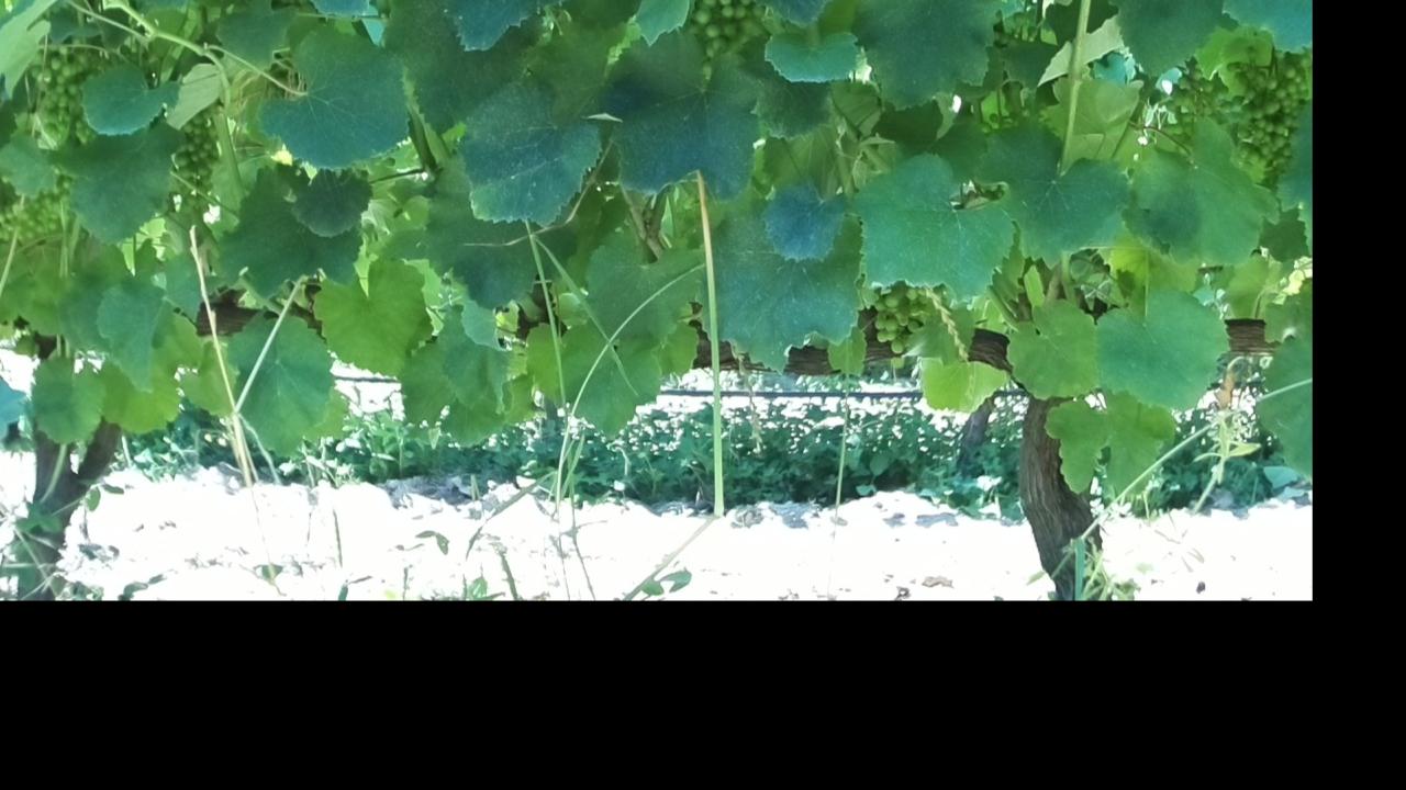 Grape detection Object Detection Dataset by Grape detection Grape detection Object Detection Dataset by Grape detection