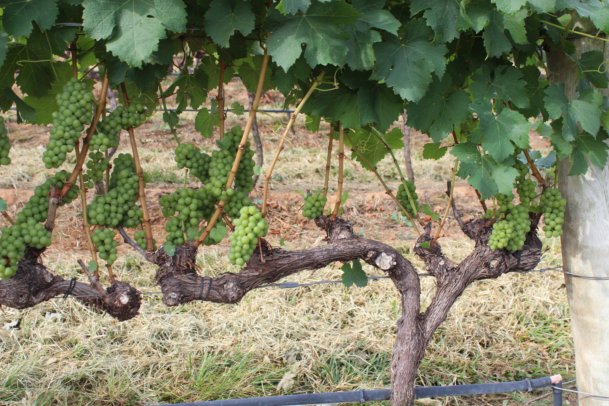 Grapes_HD Object Detection Dataset by Grape detection