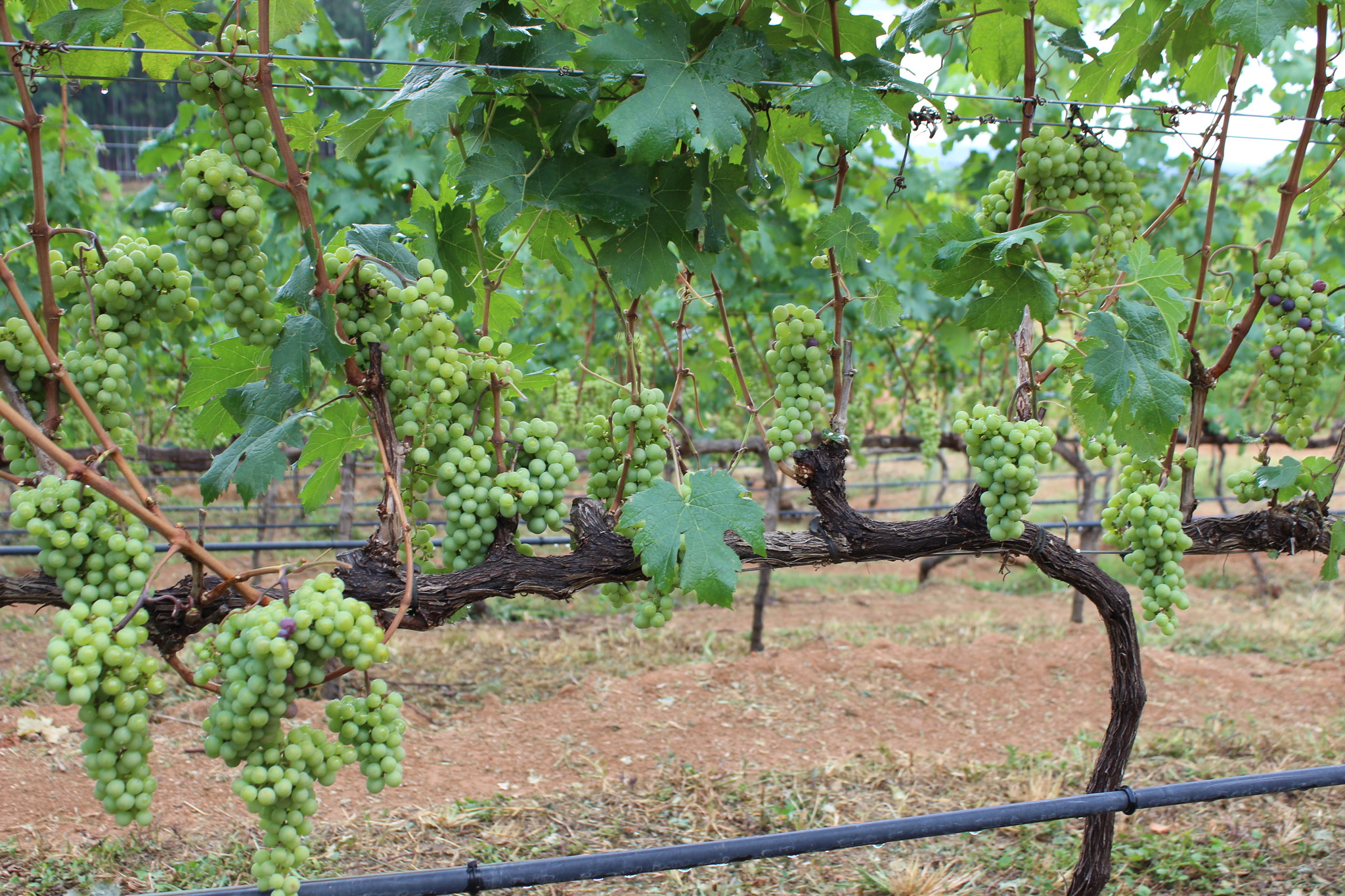 ssd Object Detection Dataset by Grape detection ssd Object Detection Dataset by Grape detection