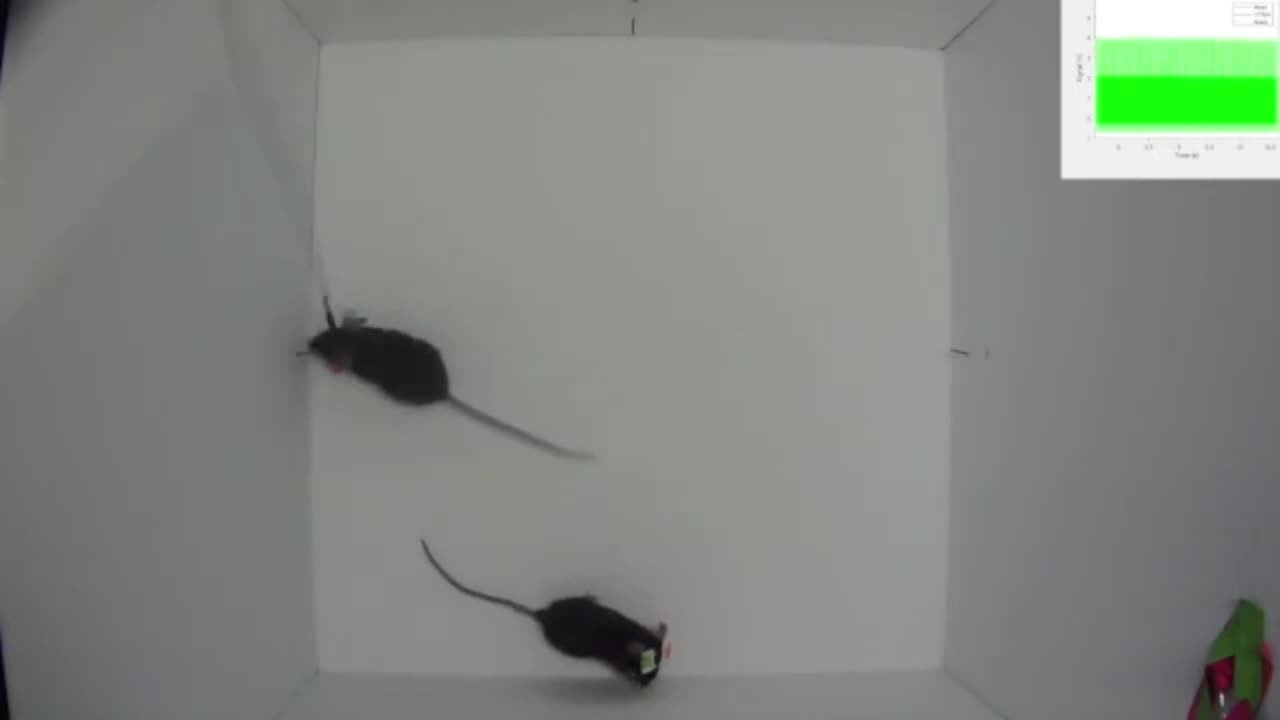 mouse_pose Keypoint Detection Dataset and Pre-Trained Model by mouse