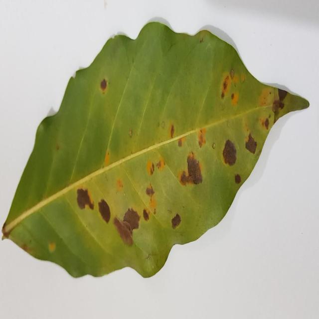 Cafe Object Detection Model by ABNov17