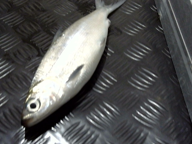 My First Project Object Detection Model by Object Detection