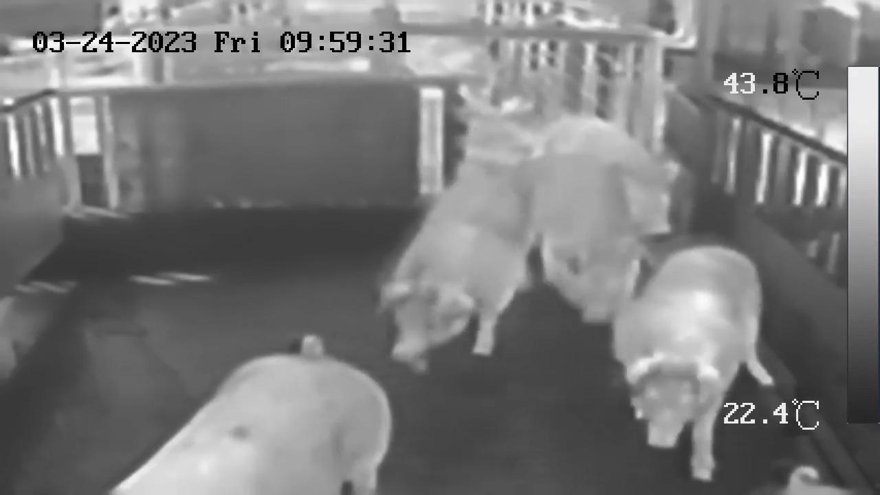 heat_stress_20230118_merge Object Detection Dataset by hongchen