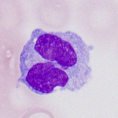 single_cell_detect Object Detection Dataset by Detect Cells