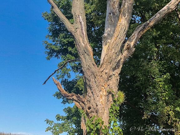 Defective Trees Object Detection Model by Tree Quality