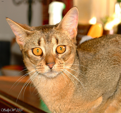 Pet Classification data Classification Dataset by crazy