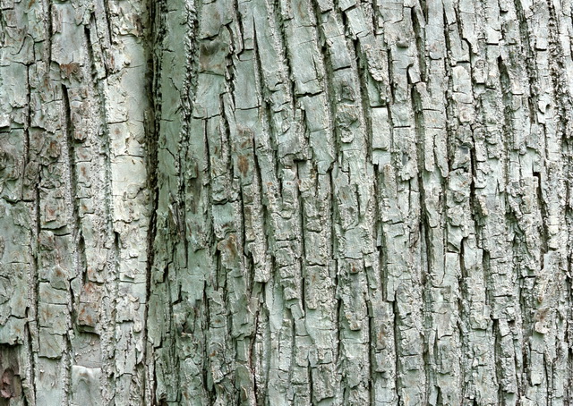 Indian_Tree_Bark Classification Dataset by magic techs