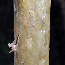 Indian_Tree_Bark Classification Dataset by magic techs