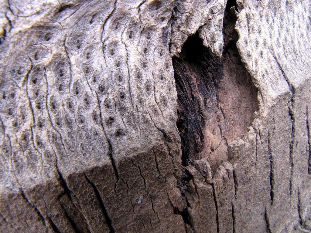 Indian_Tree_Bark Classification Dataset by magic techs