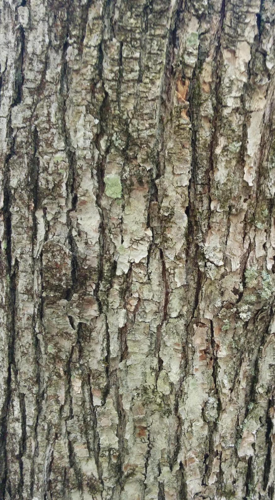 Indian_Tree_Bark Classification Dataset by magic techs