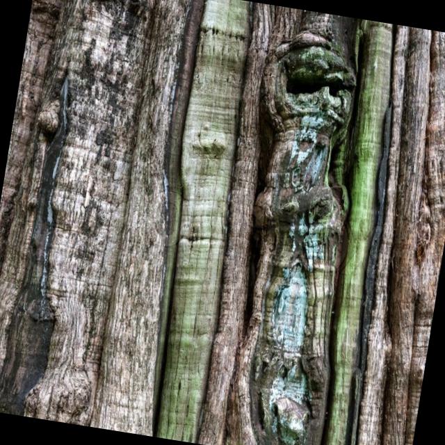 Indian_Tree_Bark Classification Dataset by magic techs