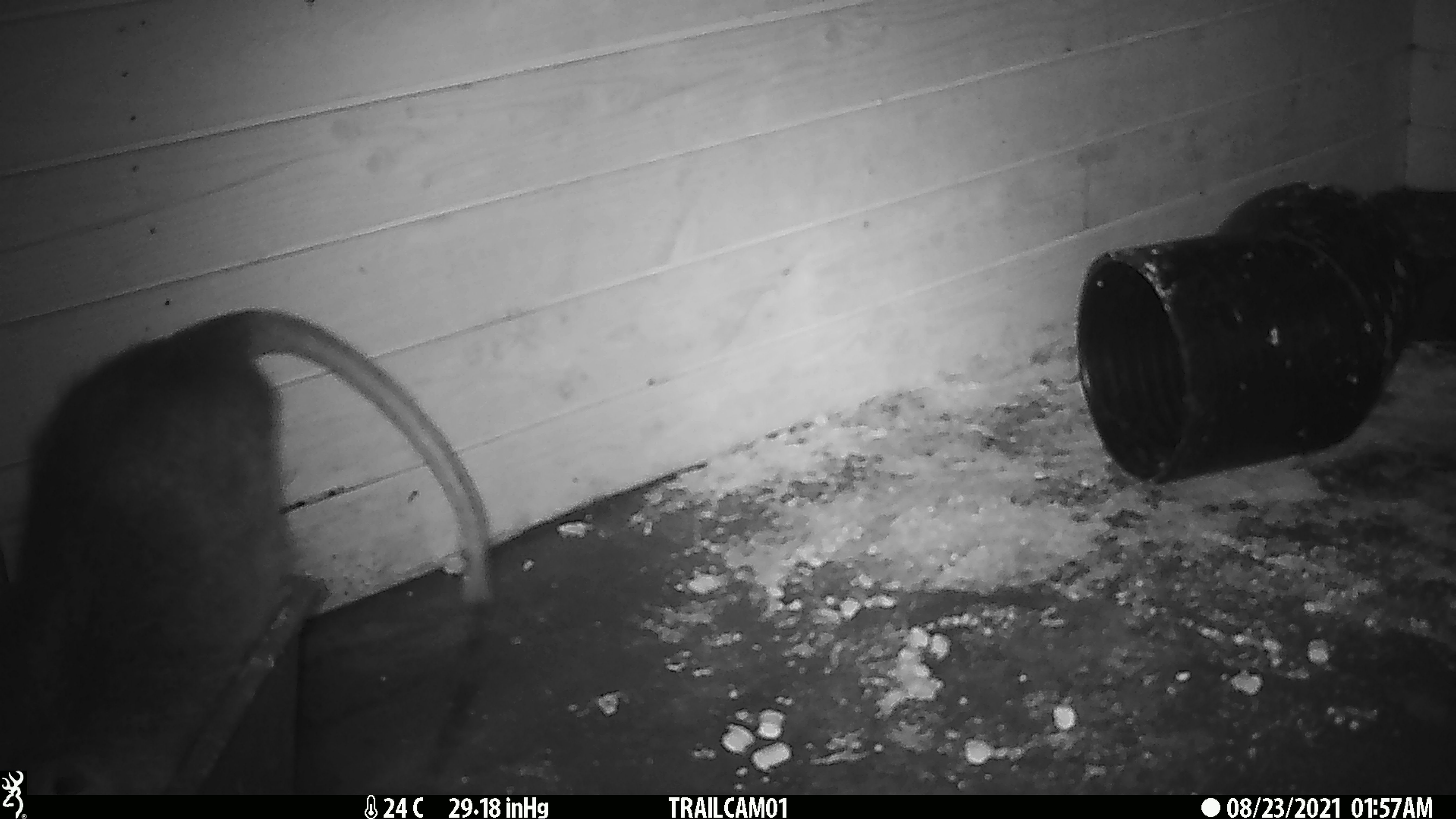 class Object Detection Model by animal