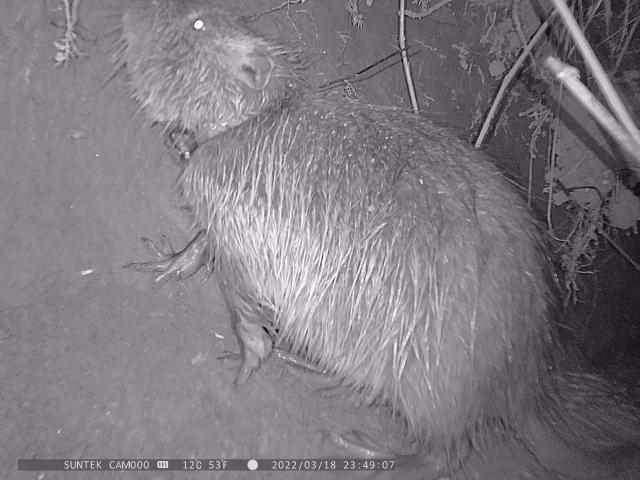 nut Object Detection Dataset by animal