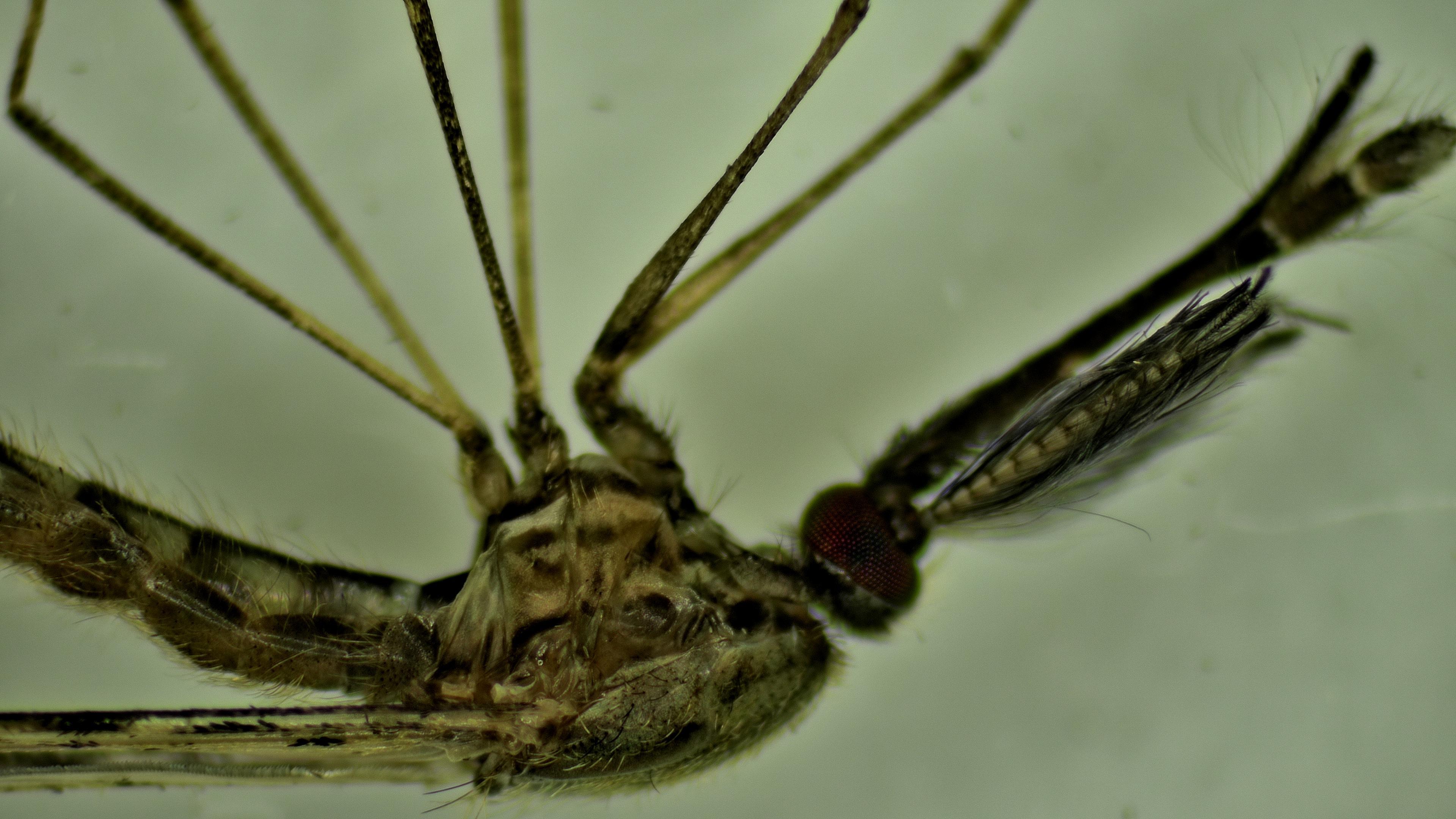 Classification Of Mosquitoes Object Detection Dataset By A