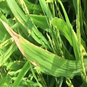 Bacterial Blight Instance Segmentation Dataset by researchMethodology