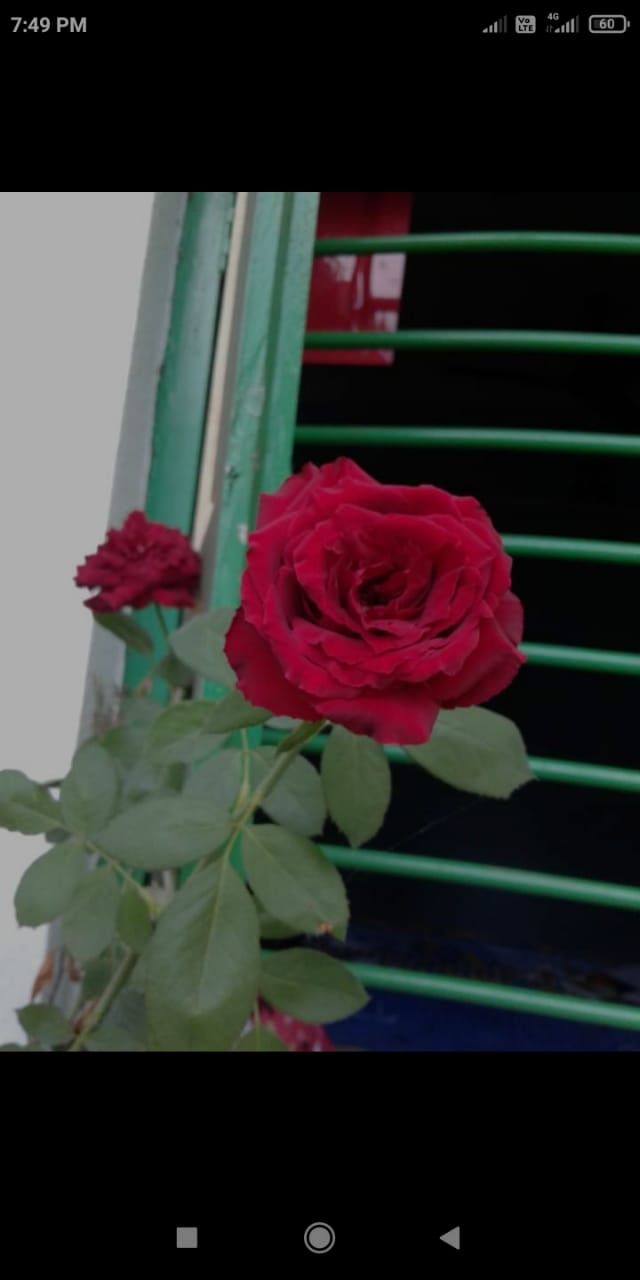 Flower Detection Object Detection Dataset By Workshopday2