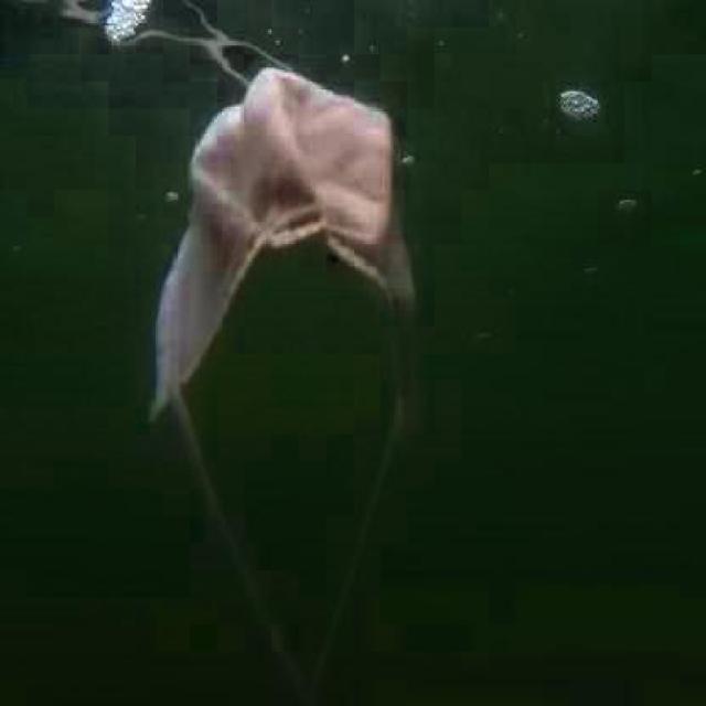 How to Use the xdcfvg Object Detection API