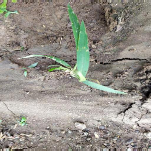 weed detection1 Object Detection Model by internship