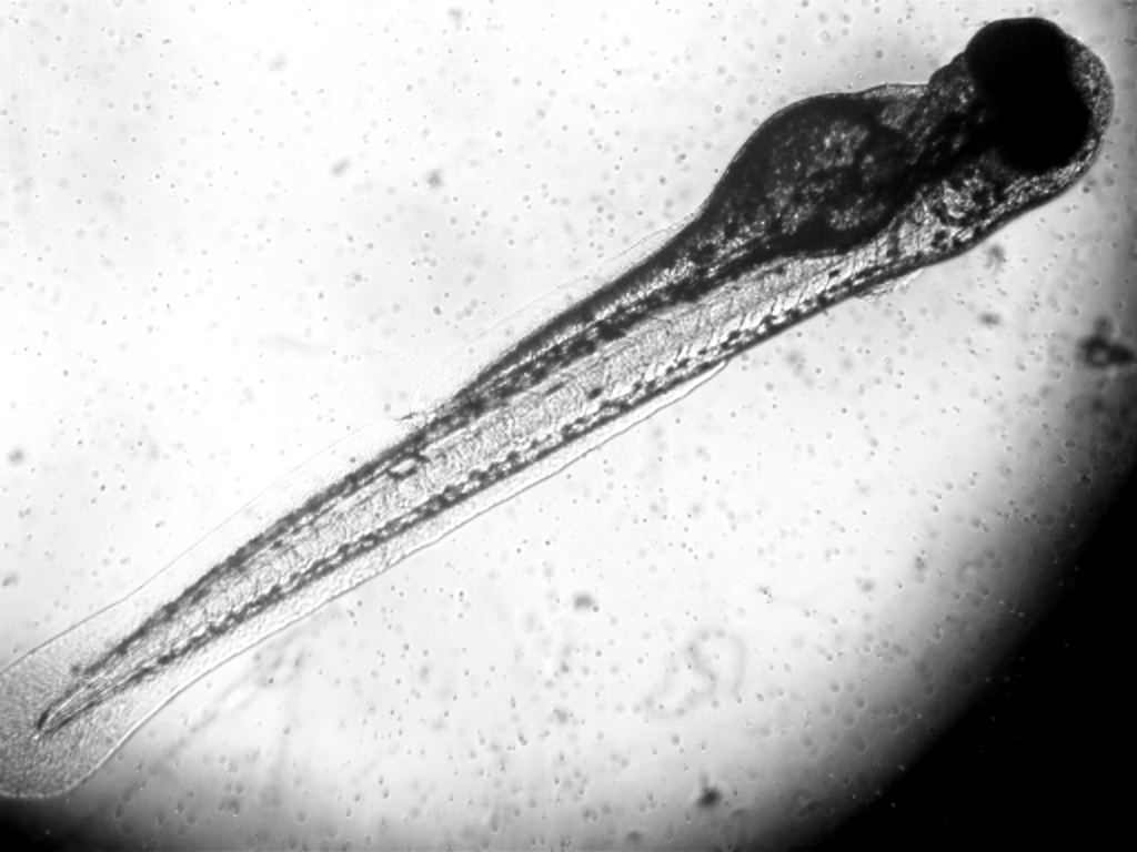 ZebrafishModel Object Detection Dataset and Pre-Trained Model by Zebra