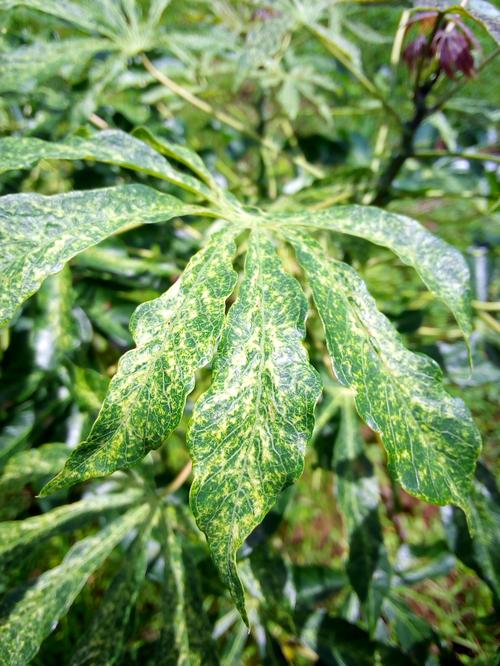 Cassava Leaves Object Detection Dataset by Tanaman Pangan Disease ... Cassava Leaves Object Detection Dataset by Tanaman Pangan Disease ...