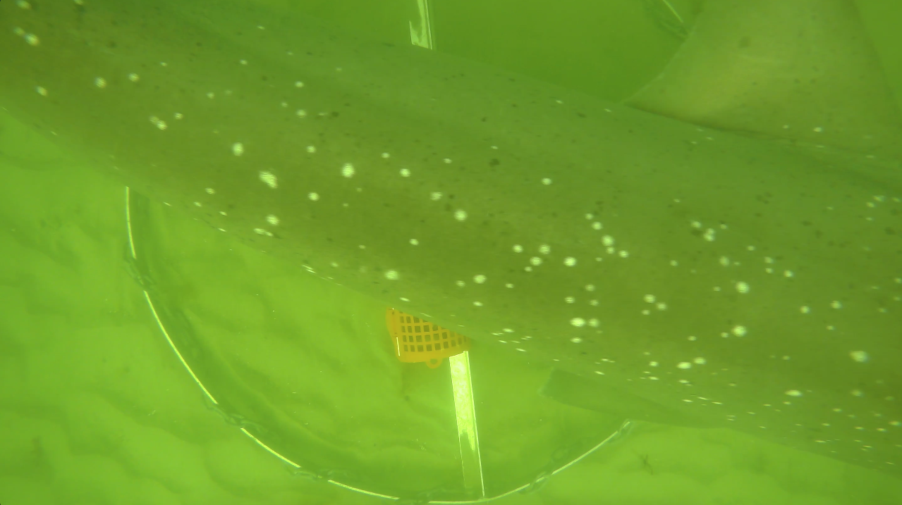 Shark Spy Object Detection Dataset and Pre-Trained Model by NZMSC