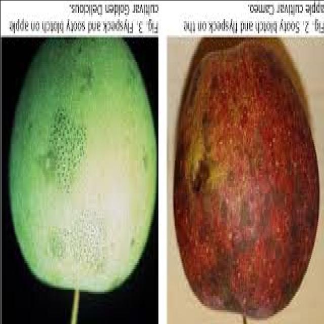 Apple_Spot Classification Dataset and Pre-Trained Model by SachinBhusal