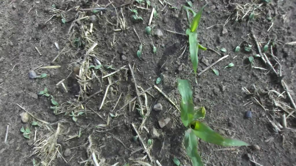 Segmenter Instance Segmentation Model by Segment