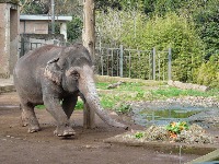 Albin George (albin-george-ynwgi) - Roboflow Universe