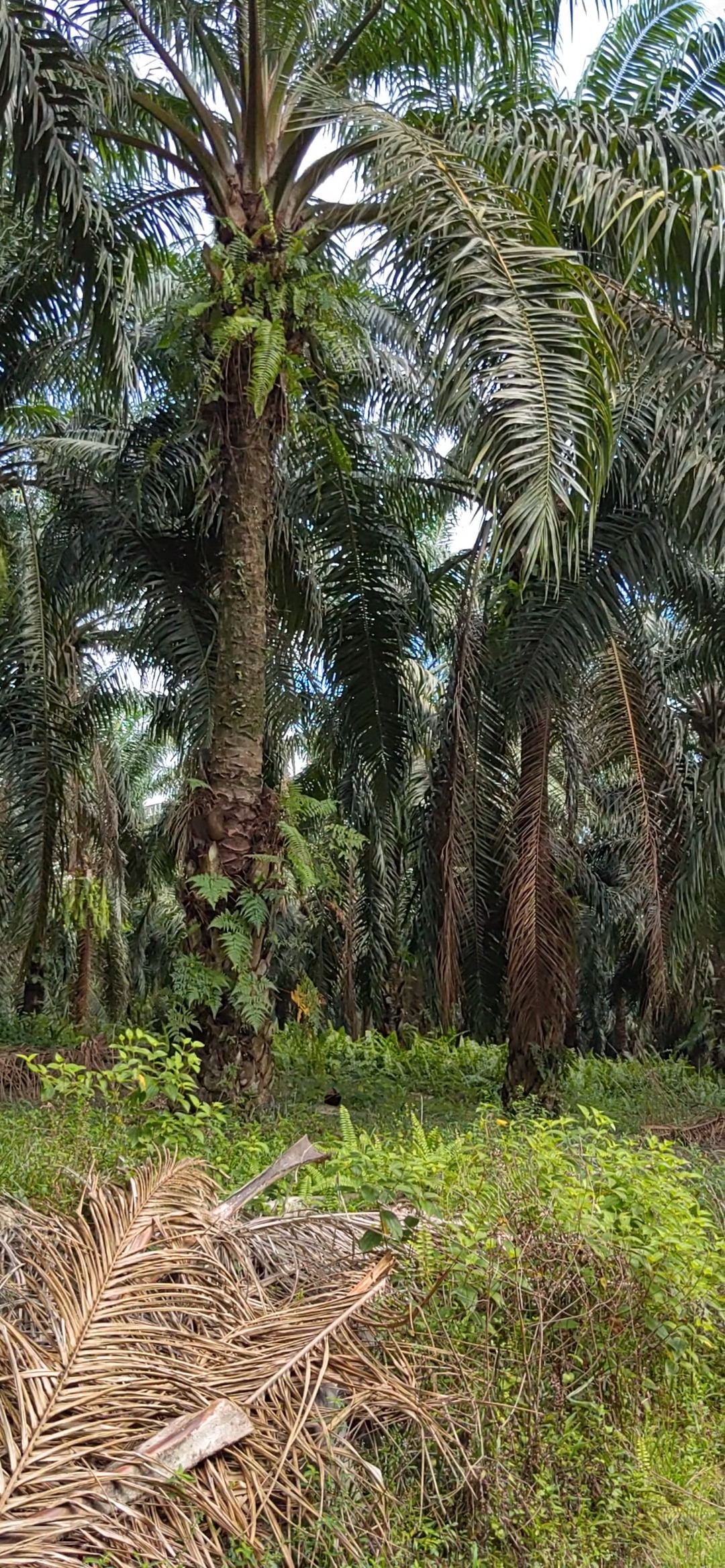 palm-tree-number-detection Object Detection Model by Test