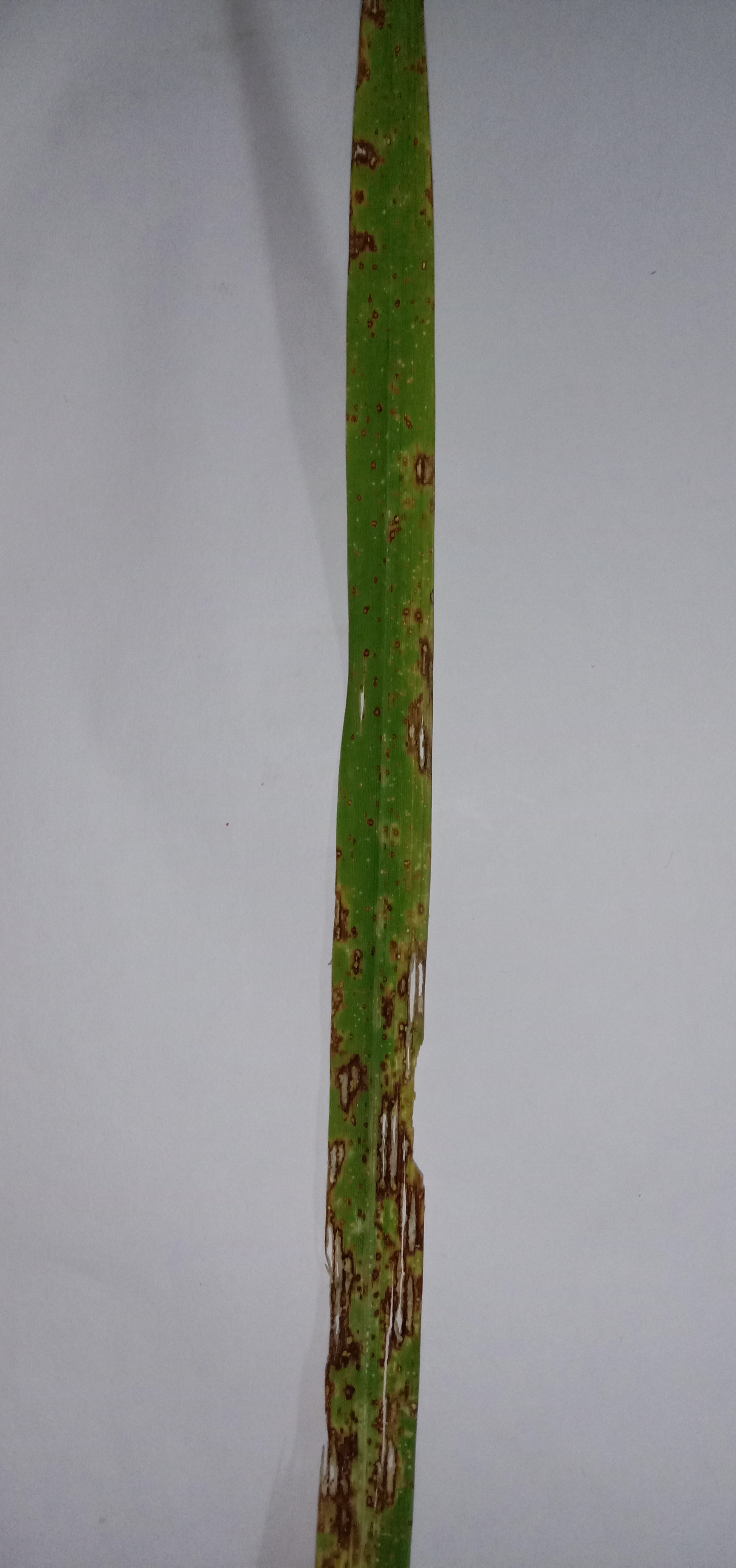 Leaf Disease Detection Object Detection Dataset By Anju Ravi