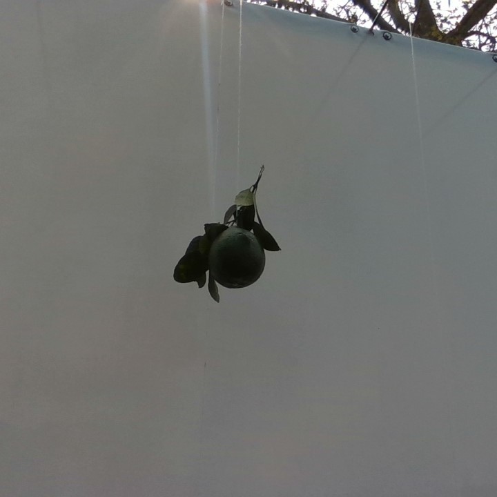 Orange_background Instance Segmentation Dataset by kk