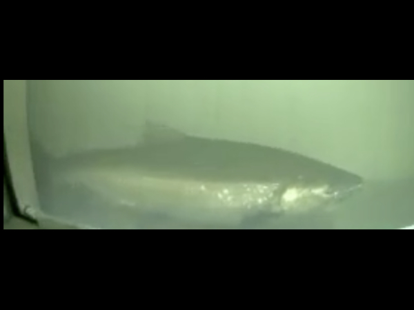 Fish (fish-mws1c) - Roboflow Universe