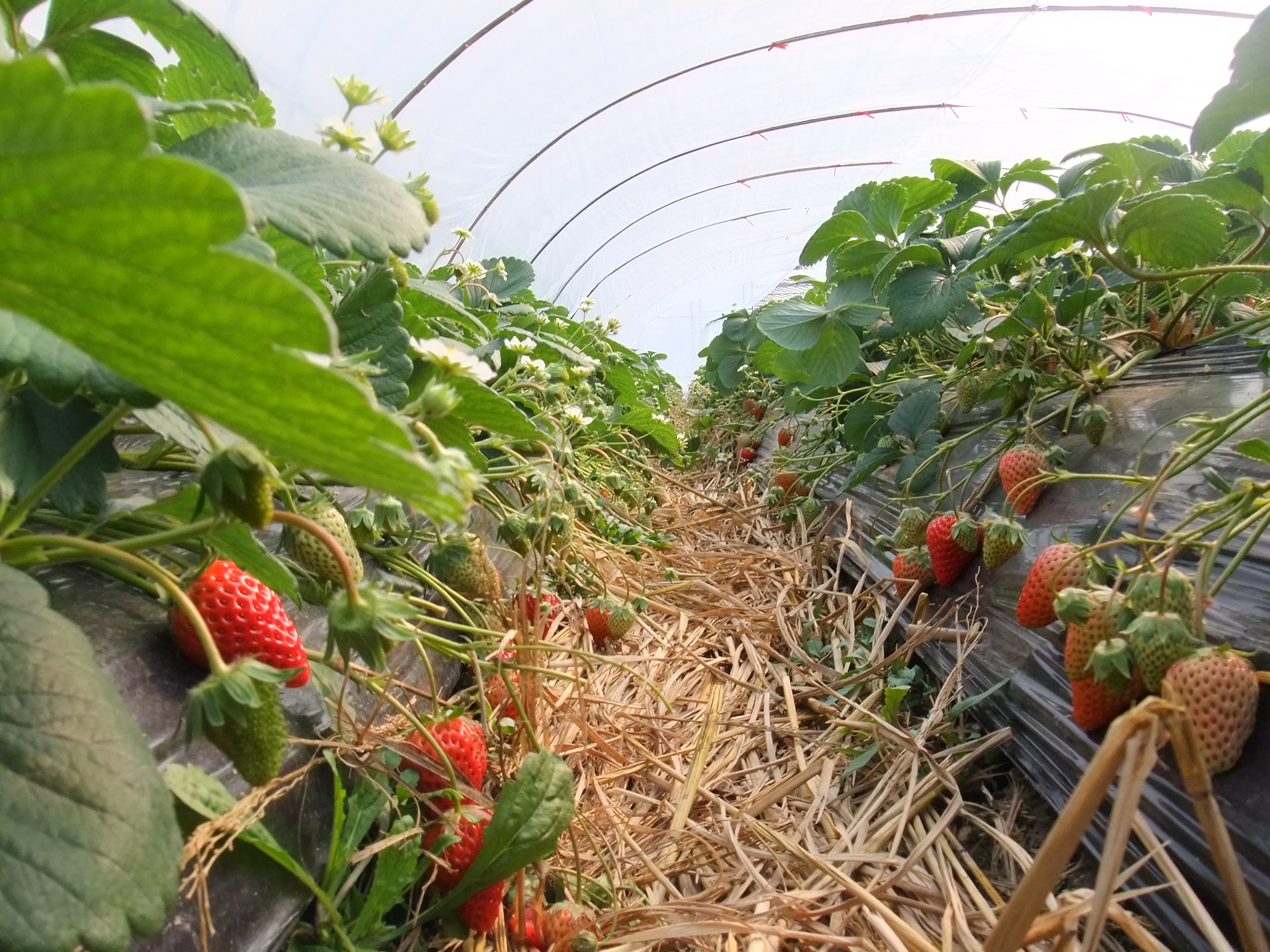 str-detect Object Detection Model by test