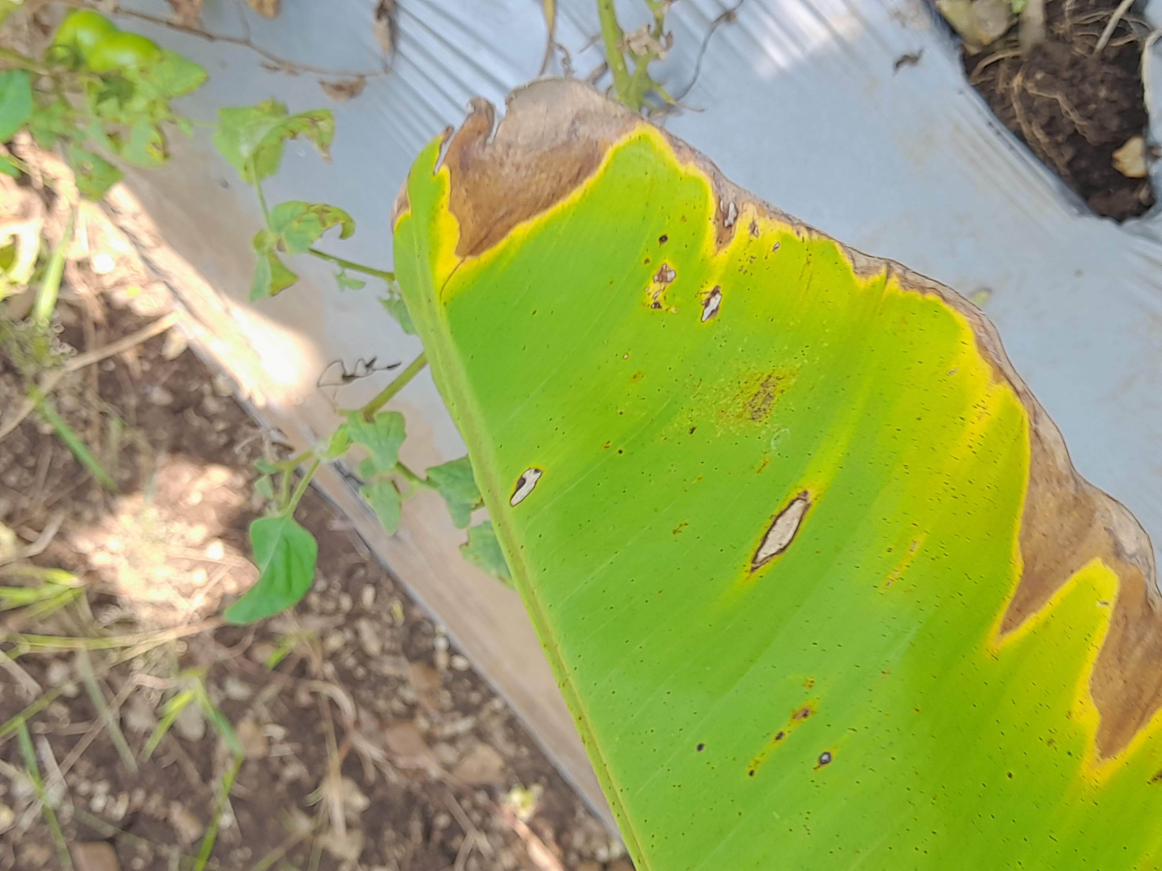 How to Use the Banana yellow and black sigatoka Instance Segmentation API